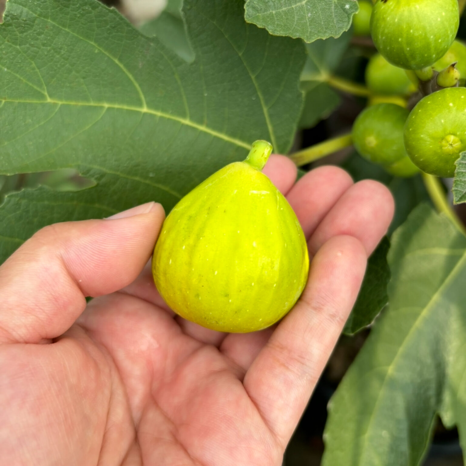 ゴールドフィガー｜蜜が垂れる黄金色の極甘イチジク | あつおの植物記録
